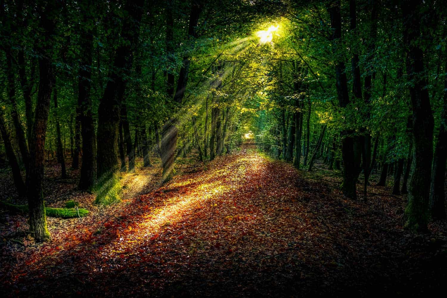 How* acupuncture helps depressed patients - Dr Vitalis Acupuncture Auckland