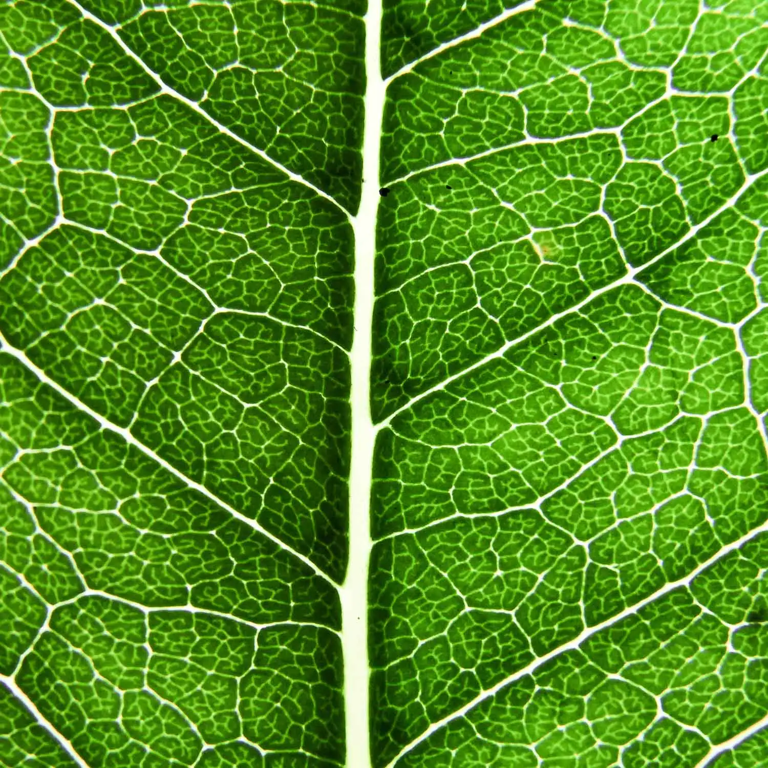 Acupuncture vs medication for postsurgery nausea » Dr Vitalis